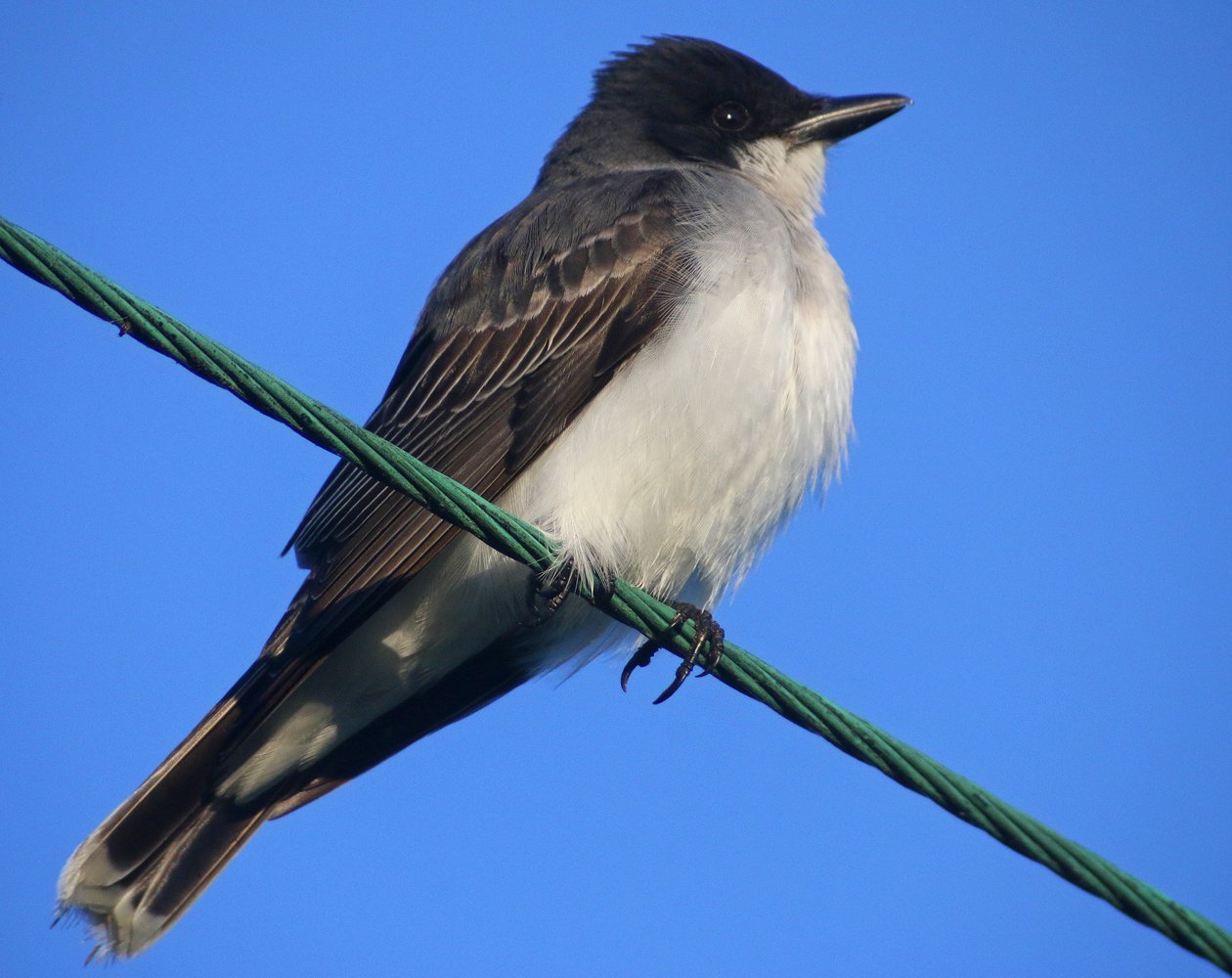 In Search of New York’s Breeding Birds - 10,000 Birds