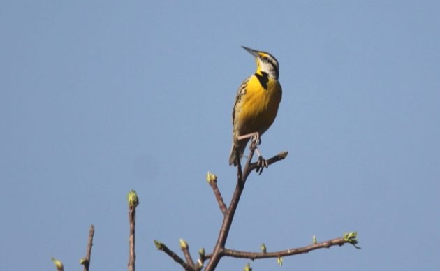 My Northern Birds - 10,000 Birds