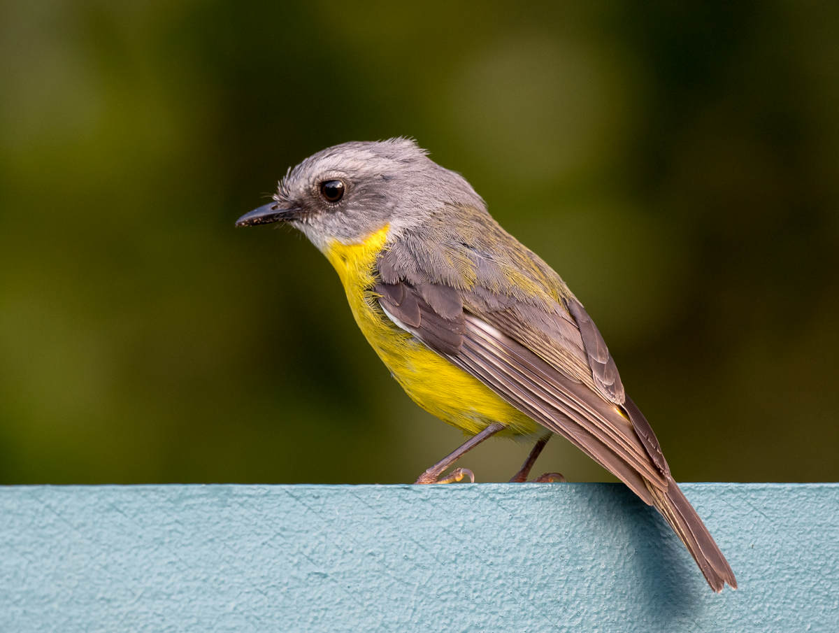 15 Australian Birds (Episode 5) - 10,000 Birds