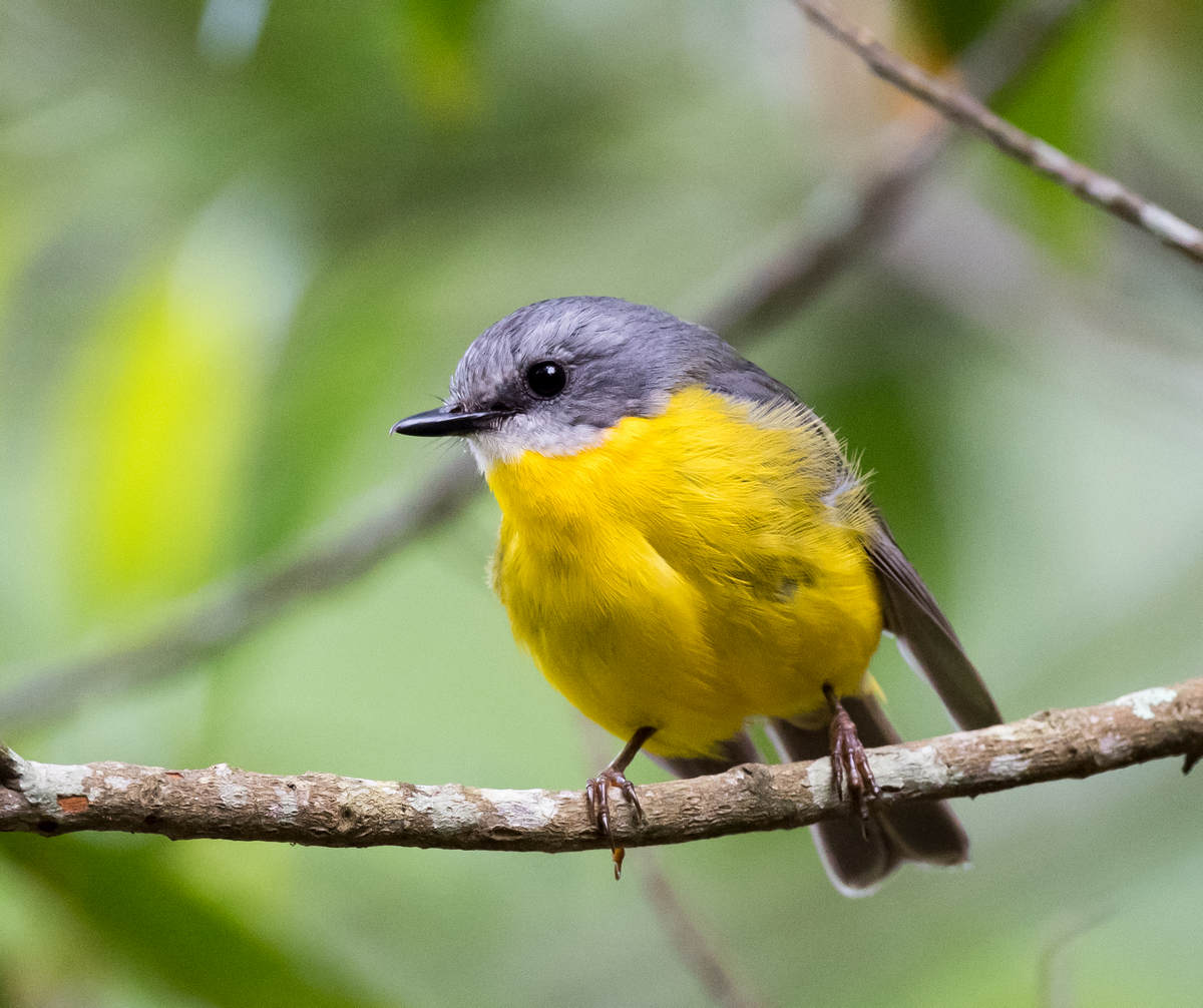 15 Australian Birds (Episode 5) - 10,000 Birds