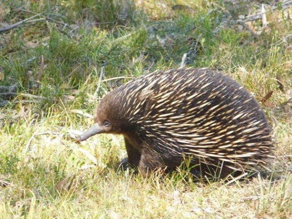 Echidna-egg laying mammal-500th post! - 10,000 Birds