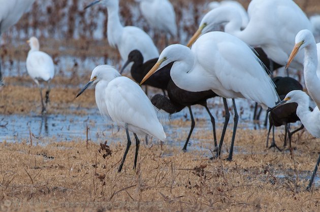 A Gathering at Colusa National Wildlife Refuge - 10,000 Birds