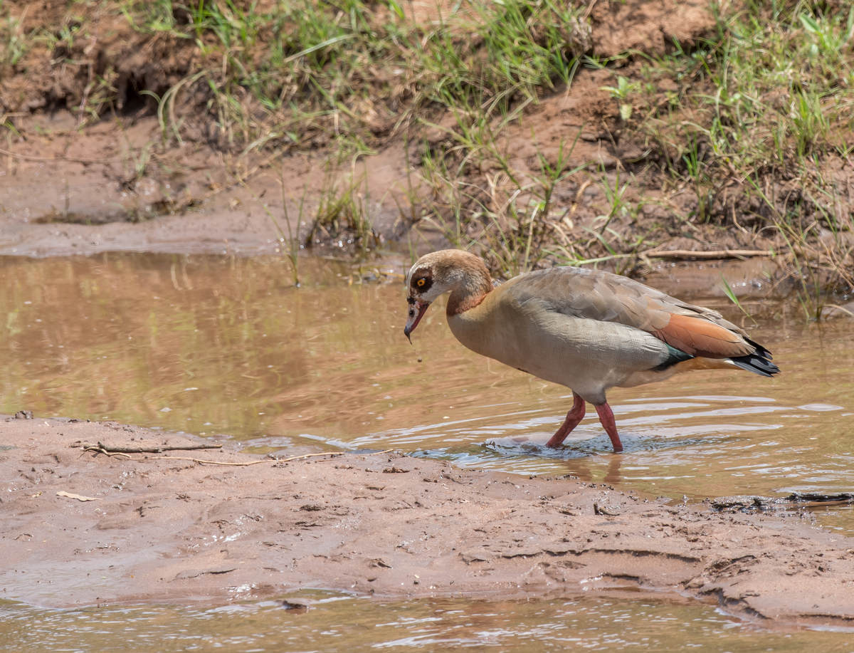 Birding the Kruger Park (5): Pafuri area part 1 - 10,000 Birds