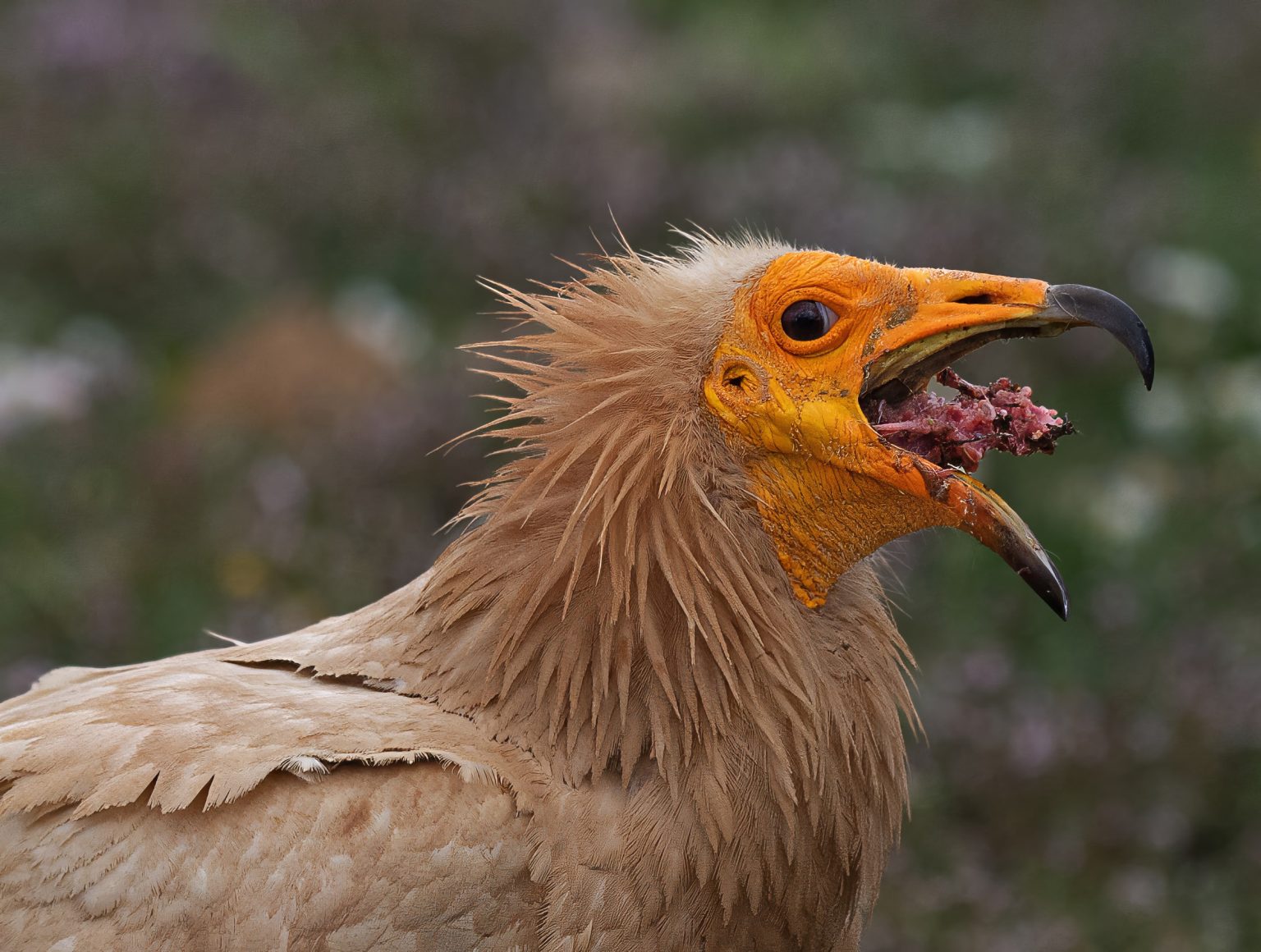 The Changing Fortunes of Europe’s Vultures – Part 3 The Egyptian ...