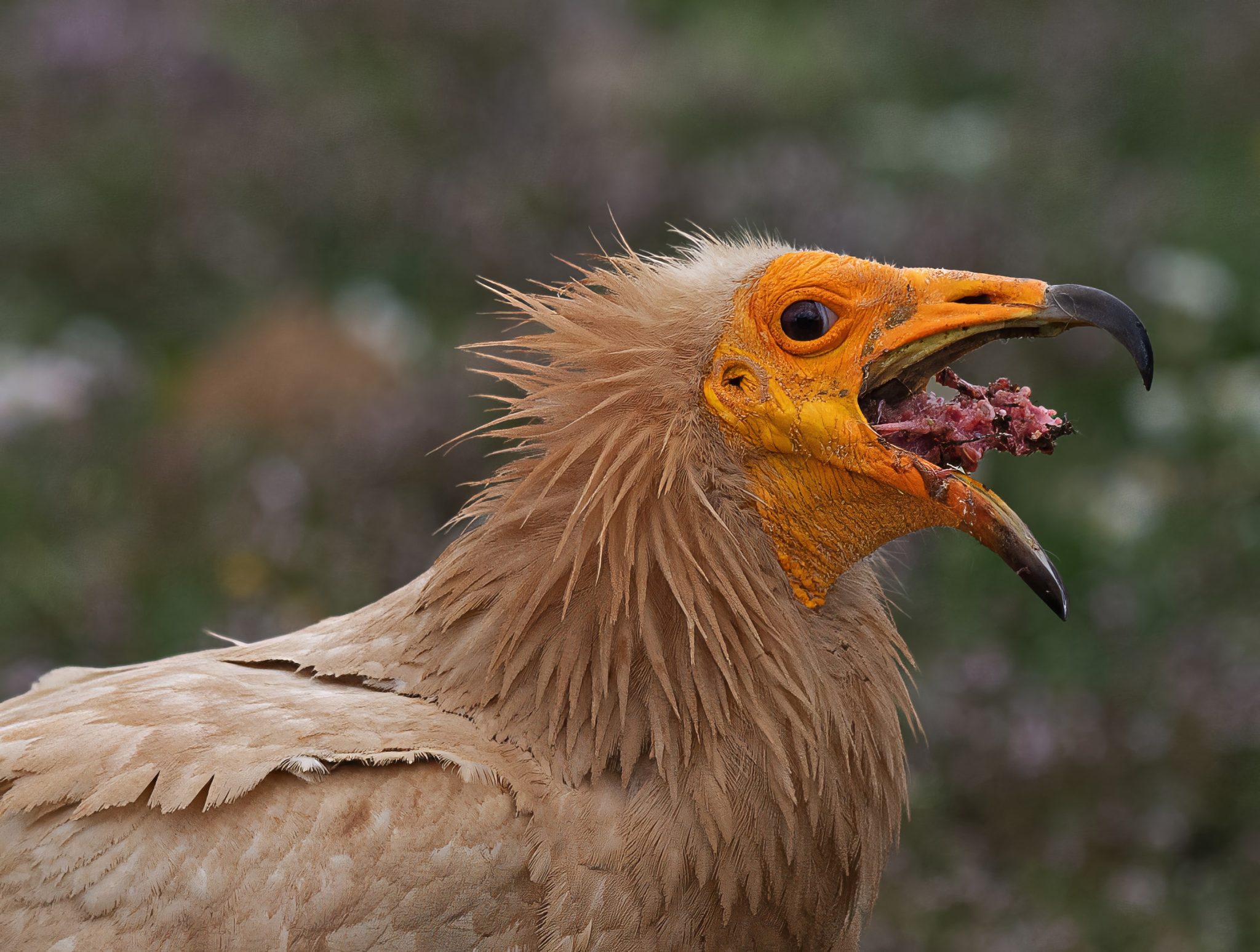 The Changing Fortunes of Europe’s Vultures – Part 3 The Egyptian ...