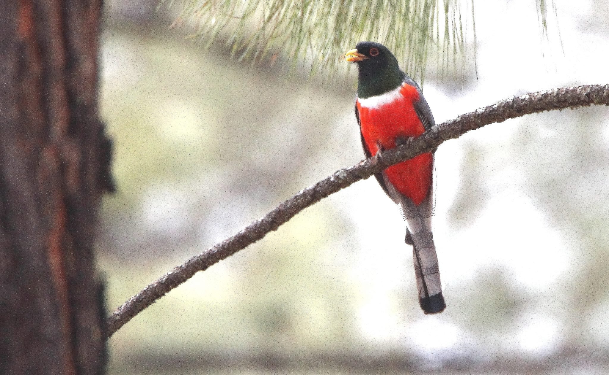 For the Love of Trogons - 10,000 Birds