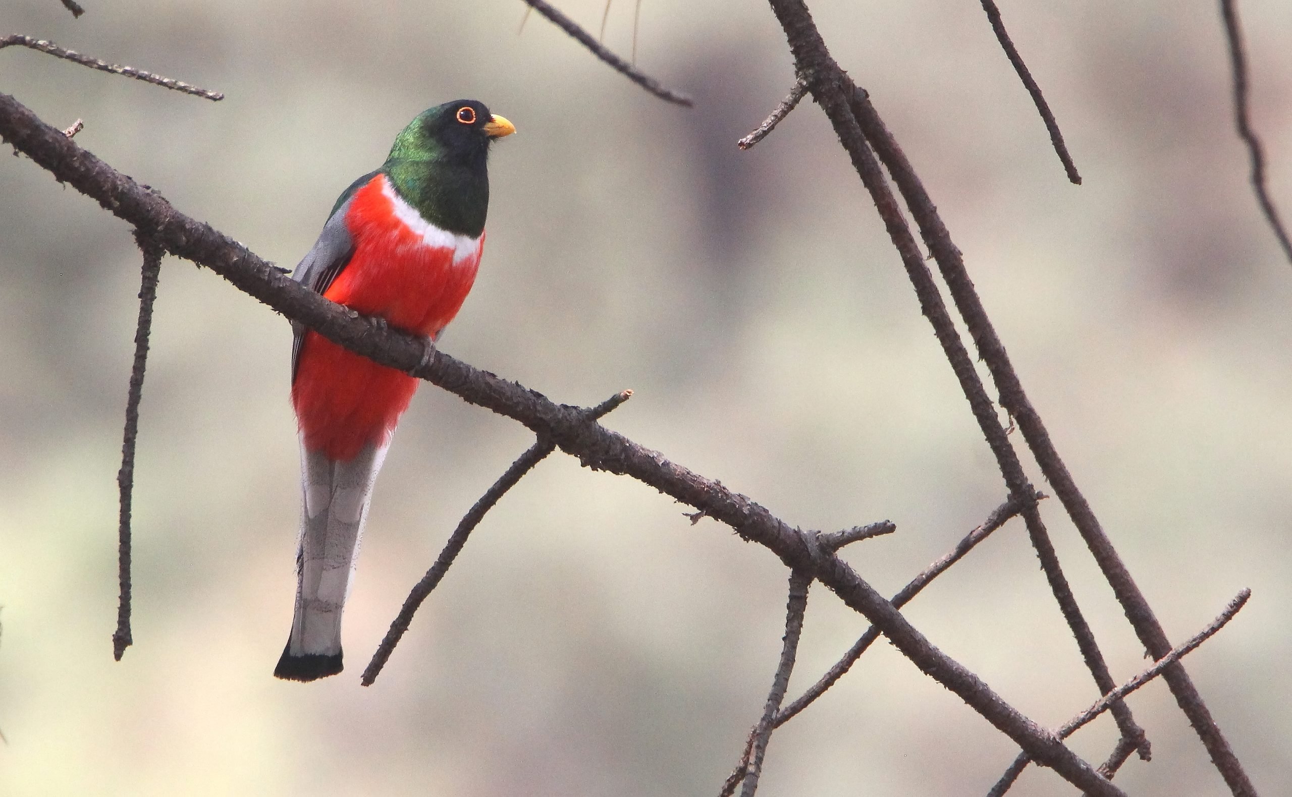 For the Love of Trogons - 10,000 Birds