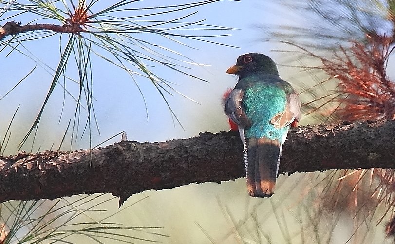For the Love of Trogons - 10,000 Birds