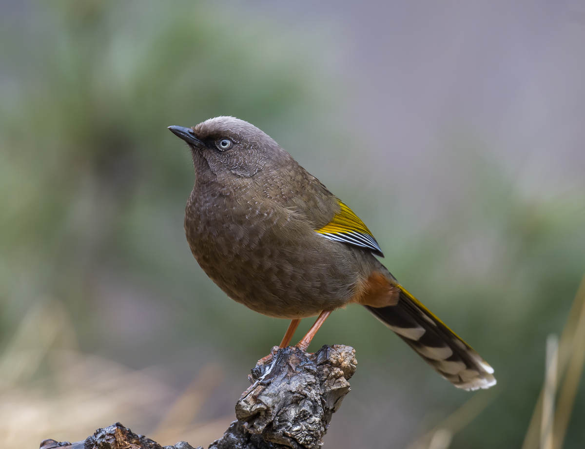 Birding Kangding, Sichuan - 10,000 Birds