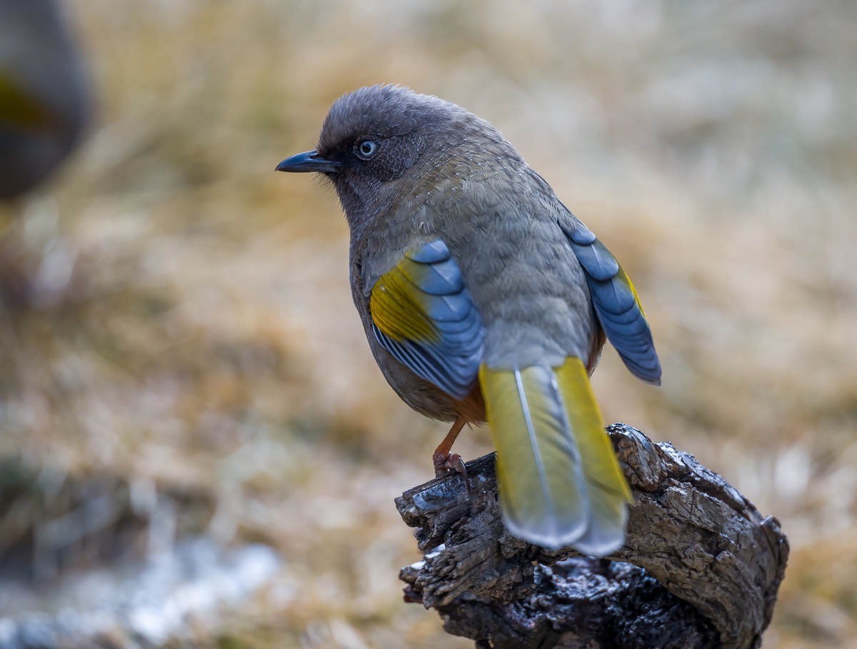 Birding Kangding, Sichuan - 10,000 Birds