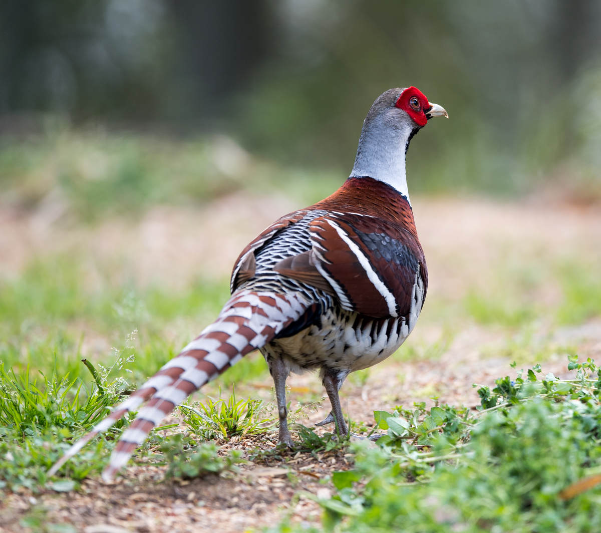 Some Chinese Pheasants - 10,000 Birds