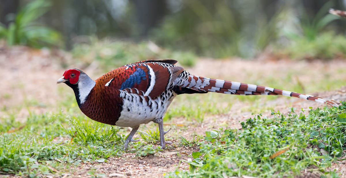 Birding Sanming, Fujian - 10,000 Birds