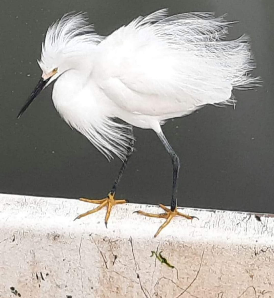Elton’s Egret - 10,000 Birds