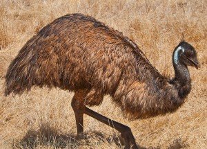 The Wild and Crazy Emu - 10,000 Birds