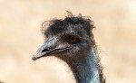 The Wild and Crazy Emu - 10,000 Birds