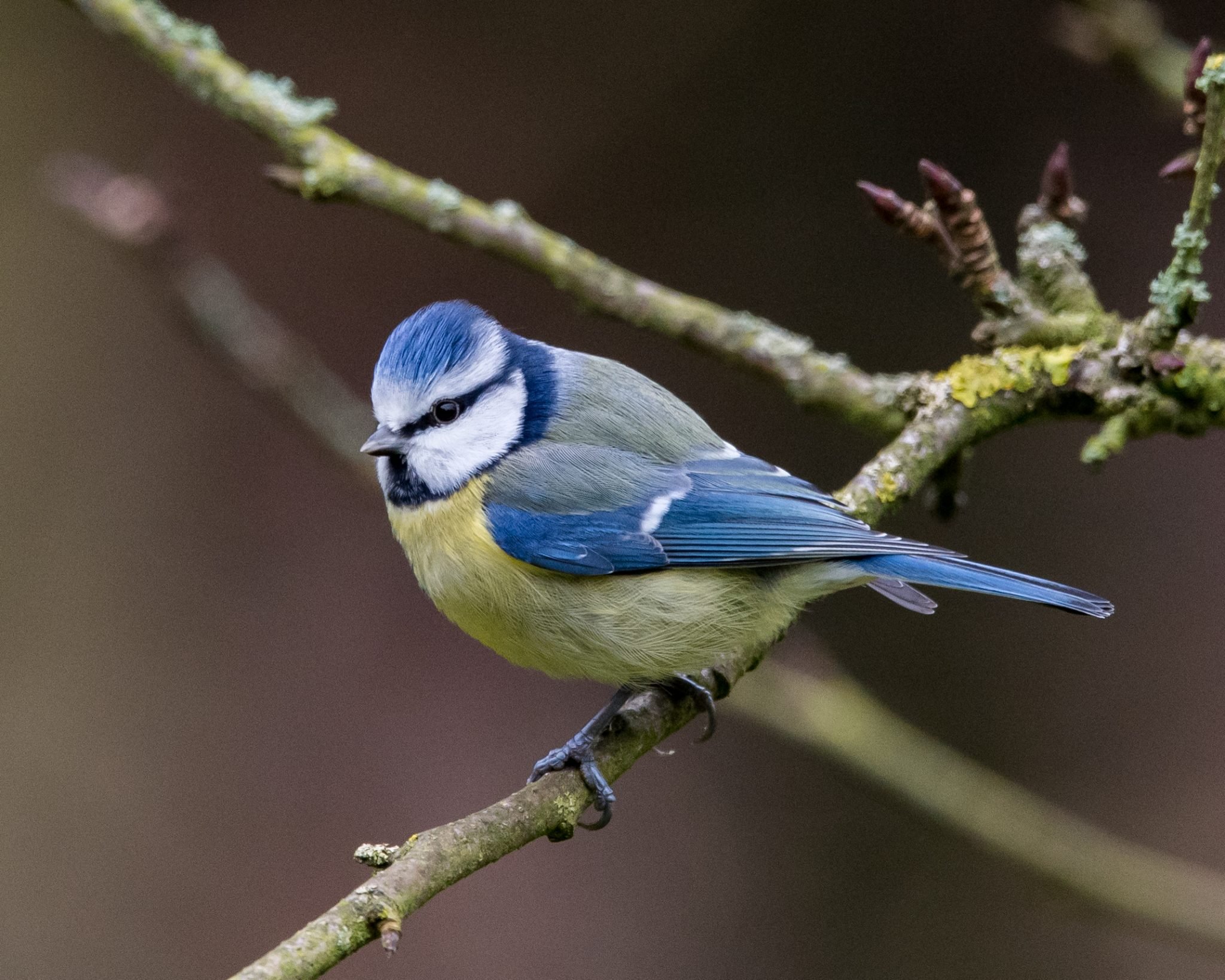 Blue Birds - 10,000 Birds