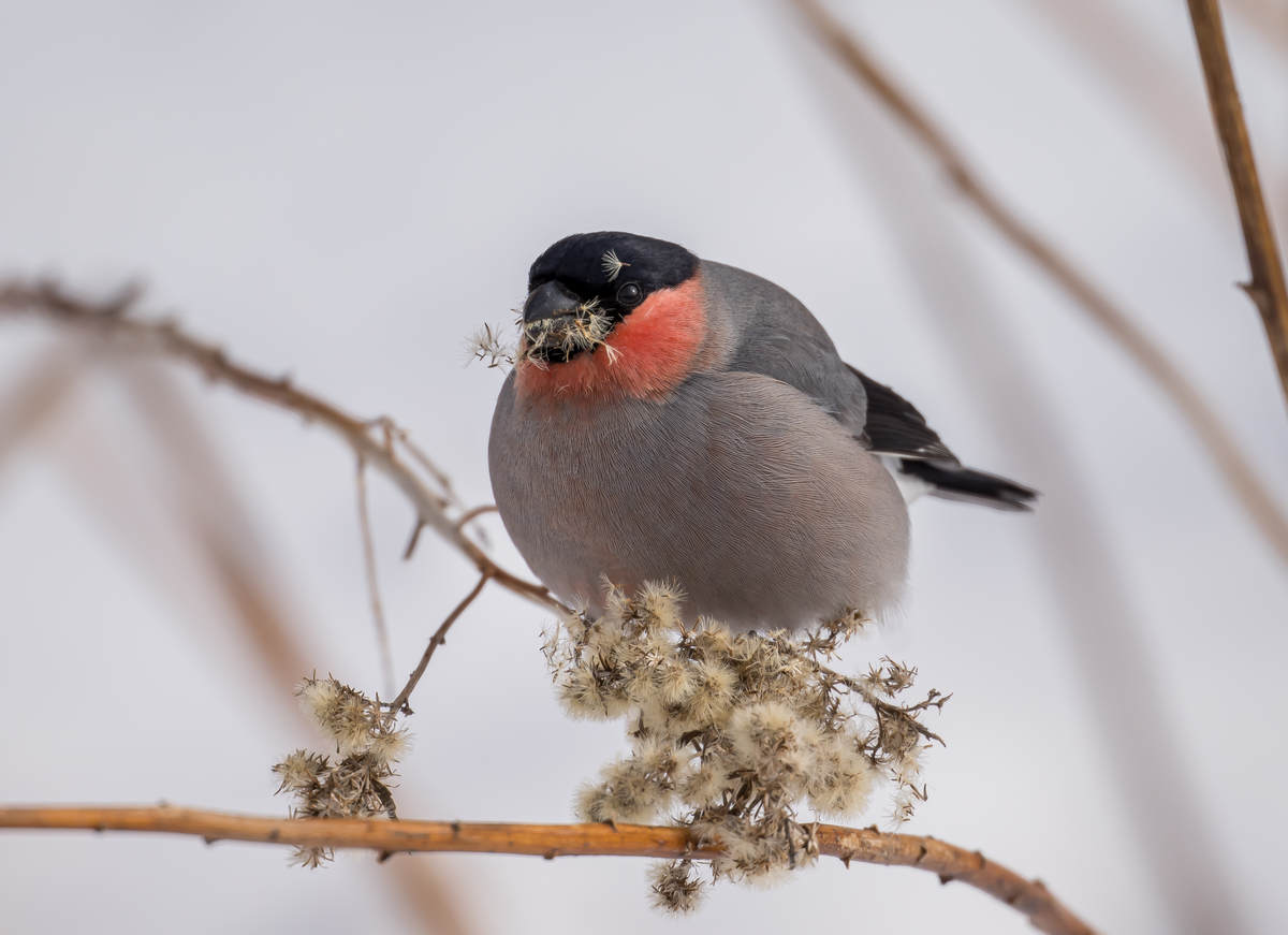 Some Winter Passerines on Hokkaido - 10,000 Birds