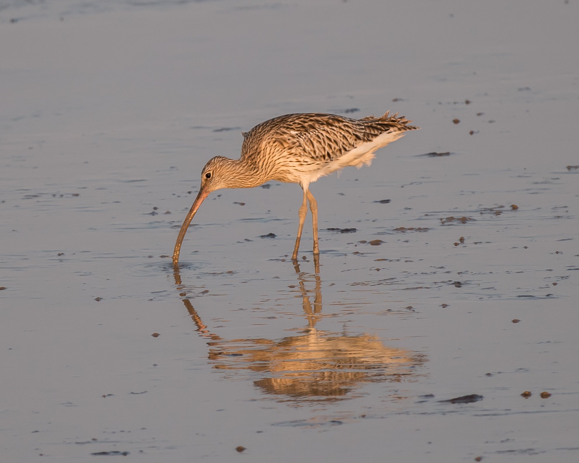 Birding Tiaozini, Jiangsu, China - 10,000 Birds
