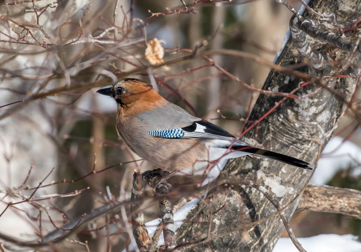 Some Winter Passerines on Hokkaido - 10,000 Birds