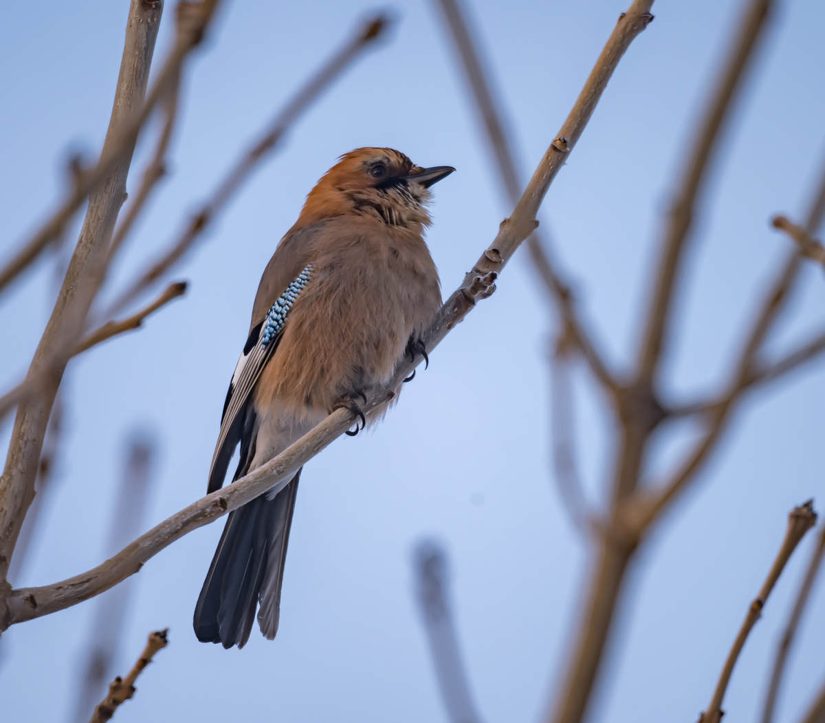 Some Winter Passerines On Hokkaido - 10,000 Birds