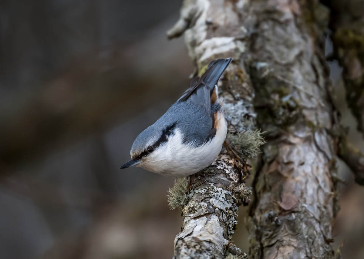 Some Hokkaido Winter Passerines - 10,000 Birds