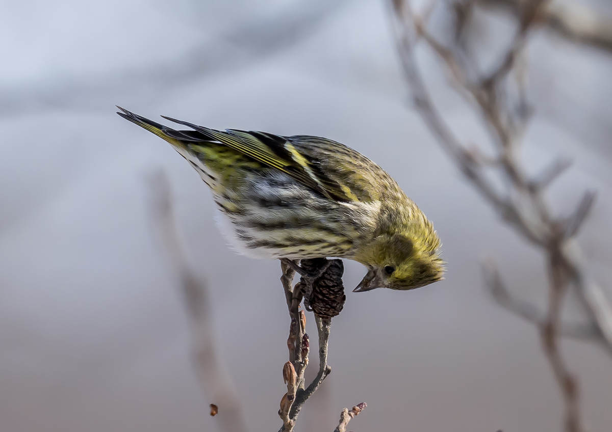 Some Winter Passerines On Hokkaido - 10,000 Birds