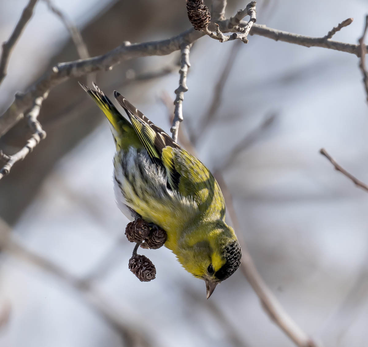 Some Winter Passerines on Hokkaido - 10,000 Birds
