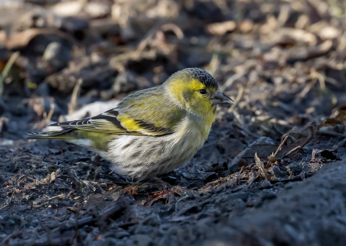Some Winter Passerines on Hokkaido - 10,000 Birds