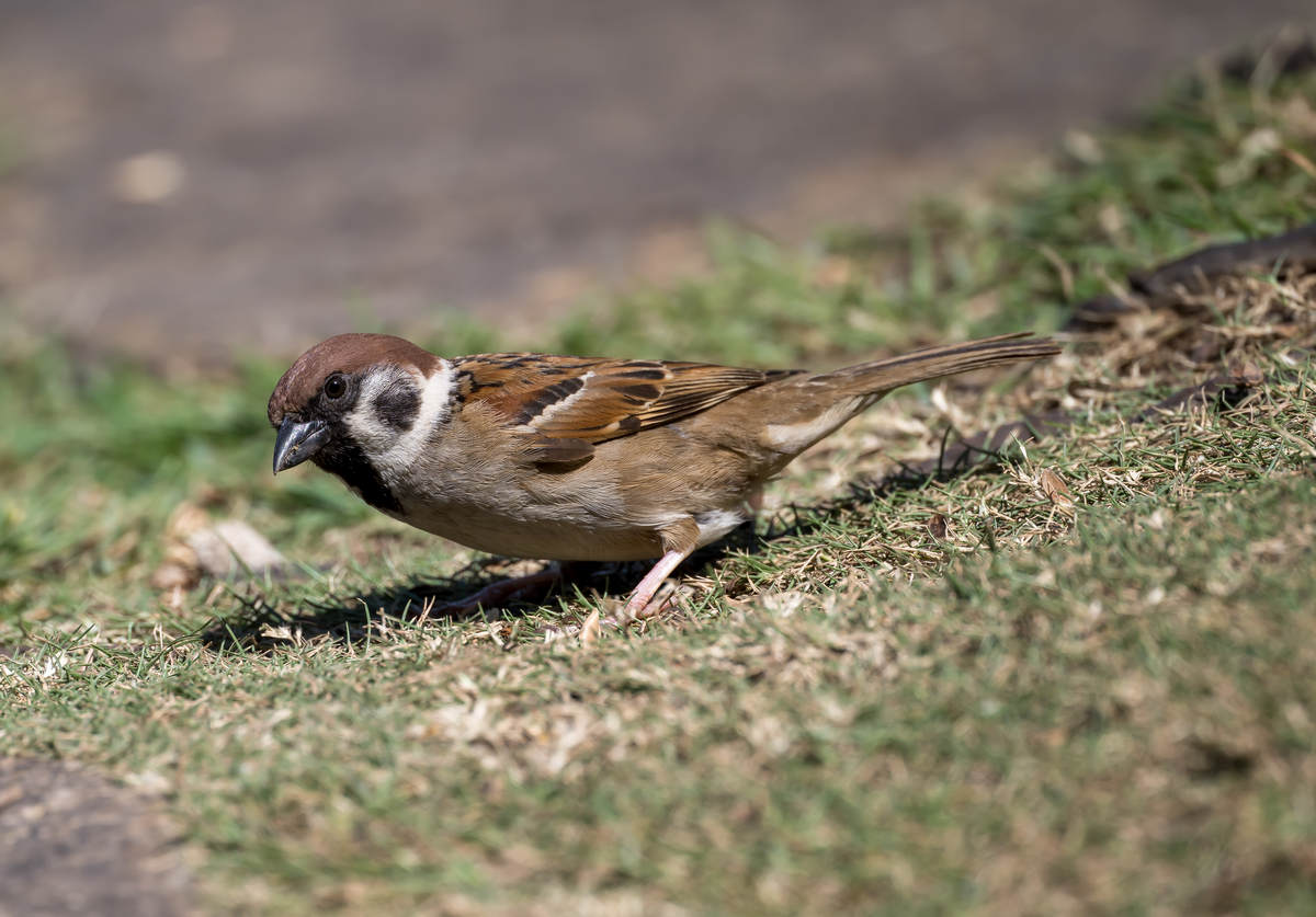 Birding Ho Chi Minh City, Vietnam - 10,000 Birds