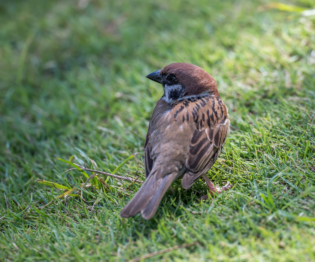 Birding Ho Chi Minh City, Vietnam - 10,000 Birds