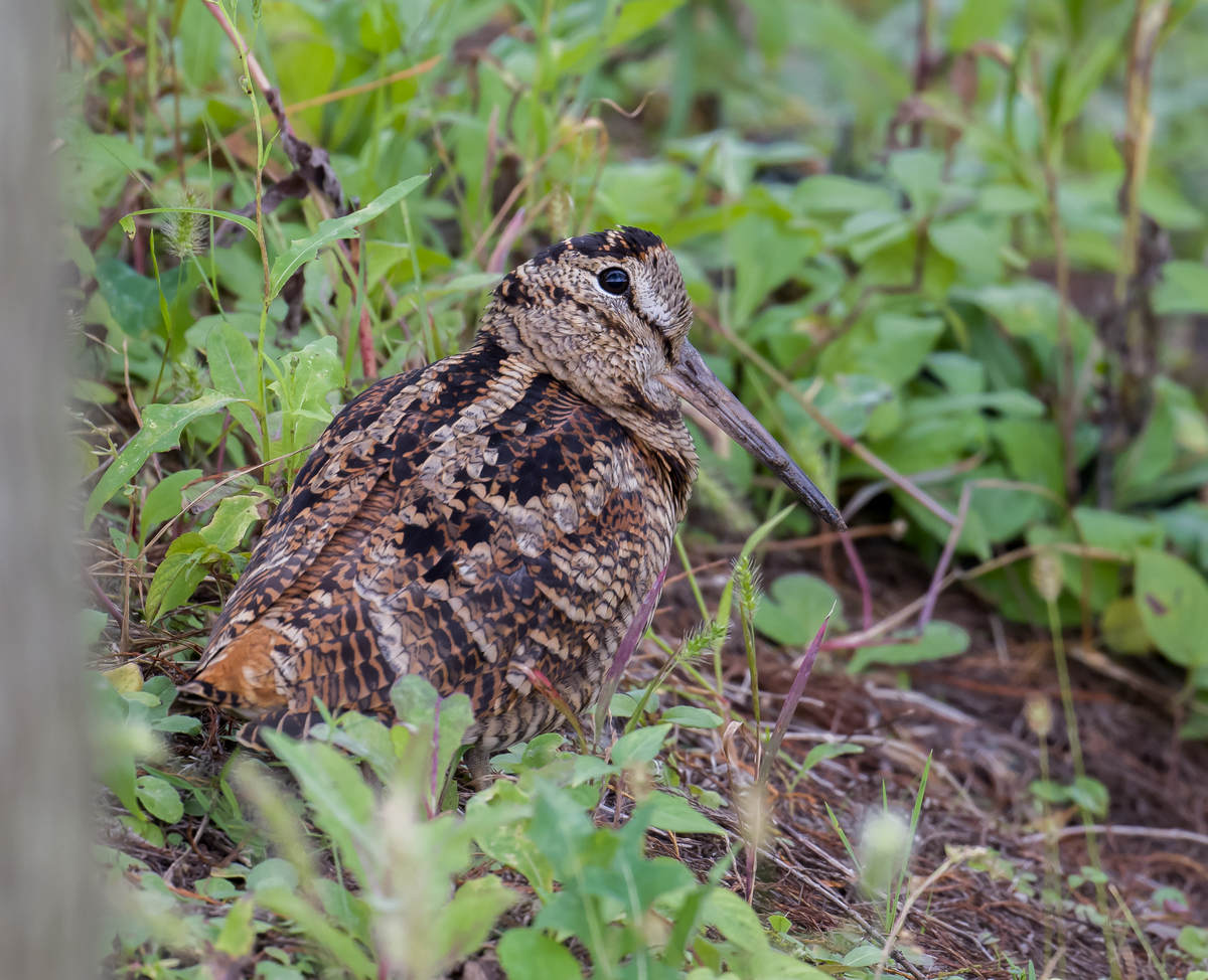 The Eurasian Woodcock - 10,000 Birds