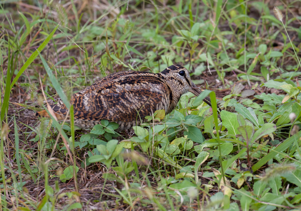The Eurasian Woodcock - 10,000 Birds