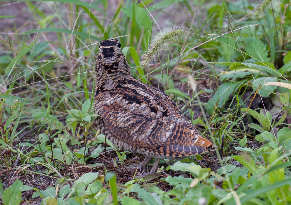The Eurasian Woodcock - 10,000 Birds