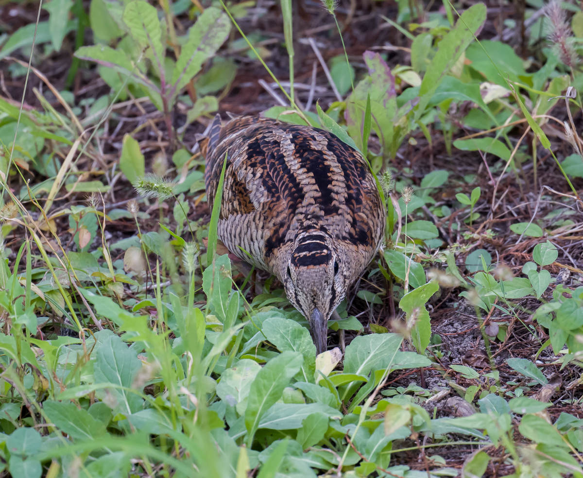 The Eurasian Woodcock - 10,000 Birds