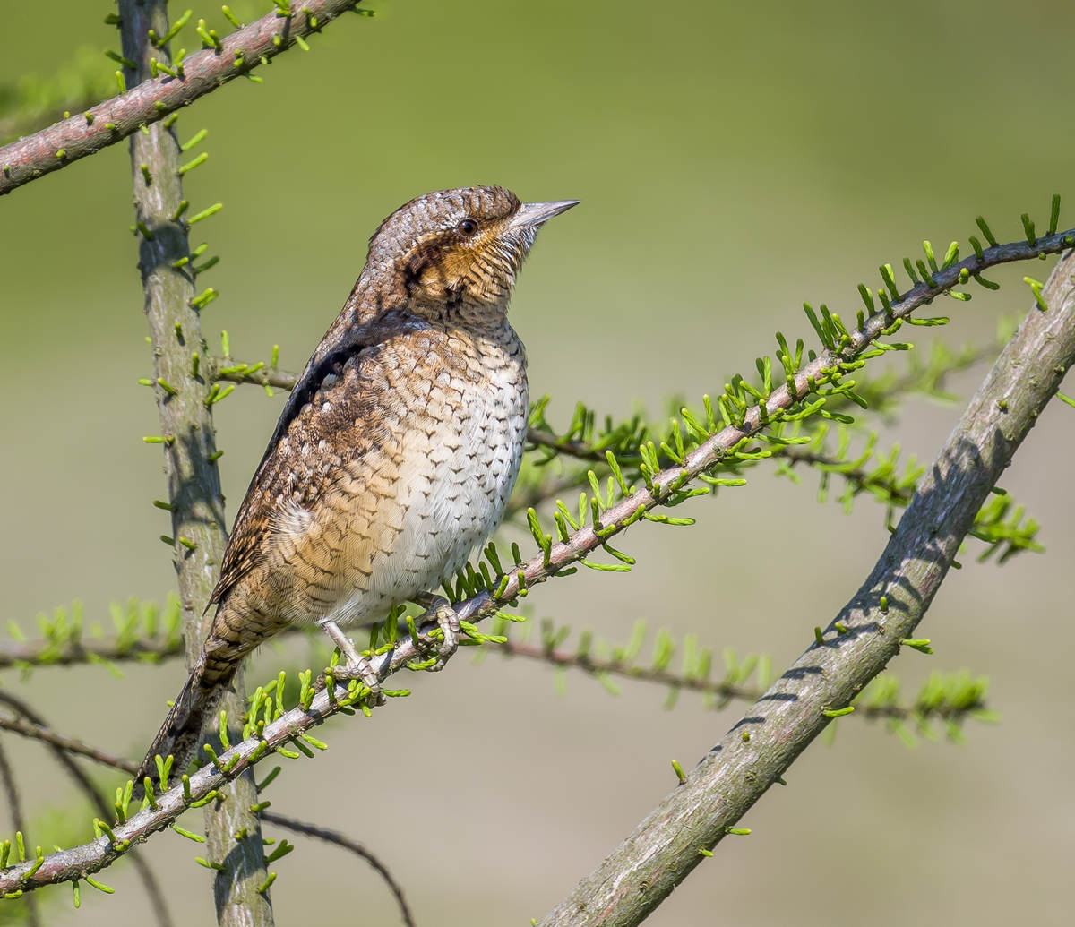 The Eurasian Wryneck - 10,000 Birds