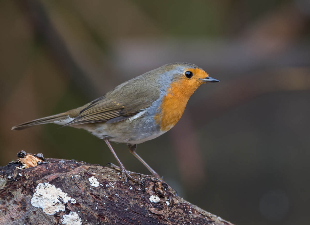 Factors to consider when selecting a robin - 10,000 Birds