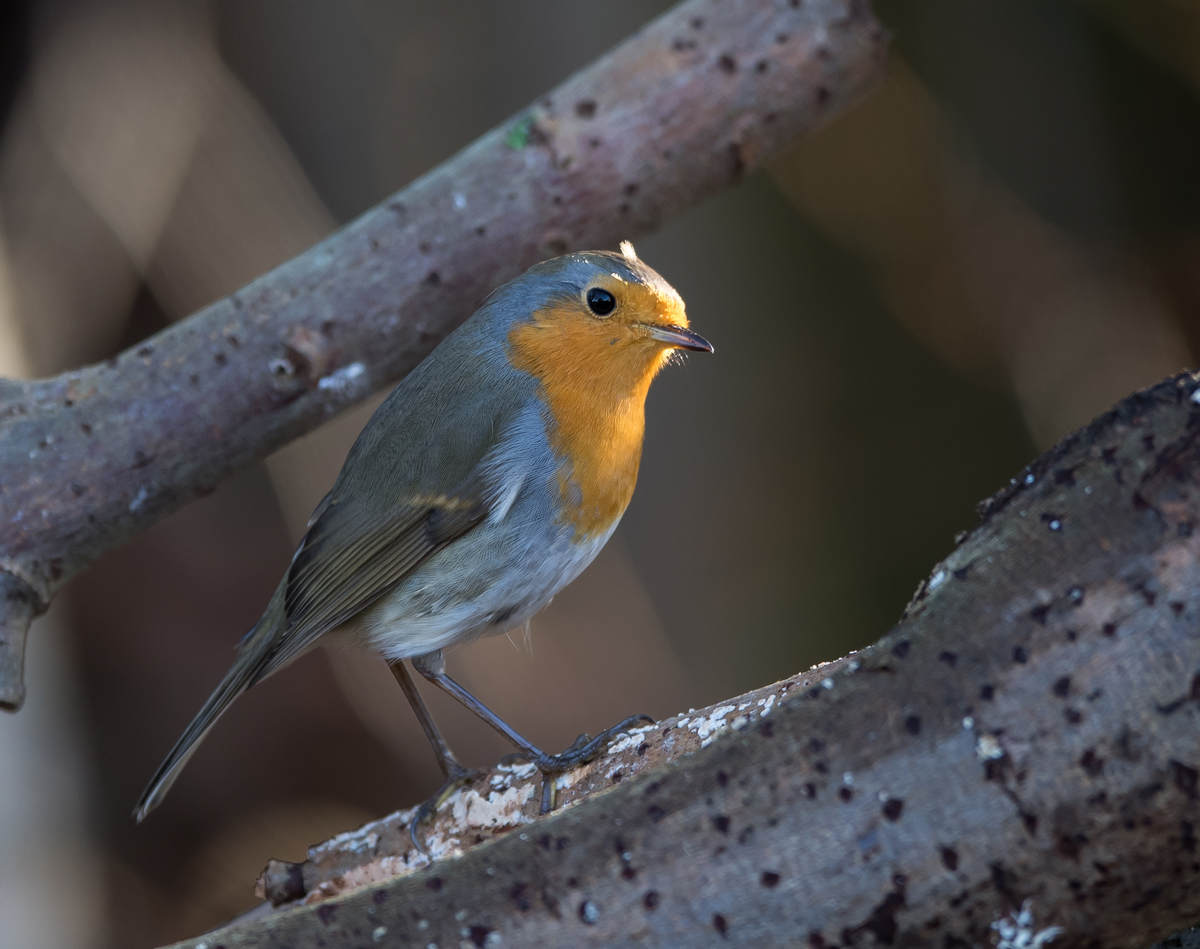 Factors to consider when selecting a robin - 10,000 Birds