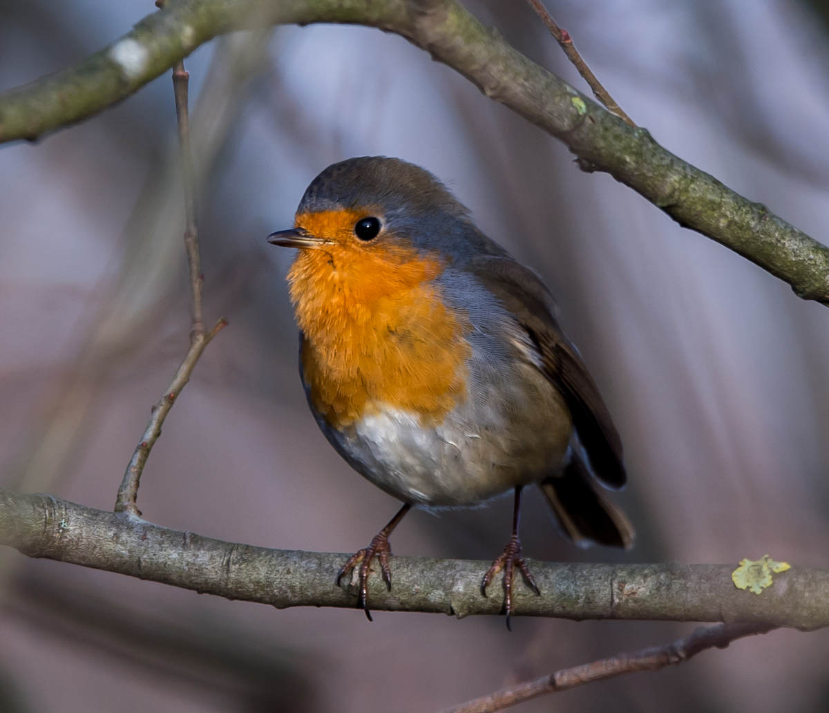 Factors to consider when selecting a robin - 10,000 Birds