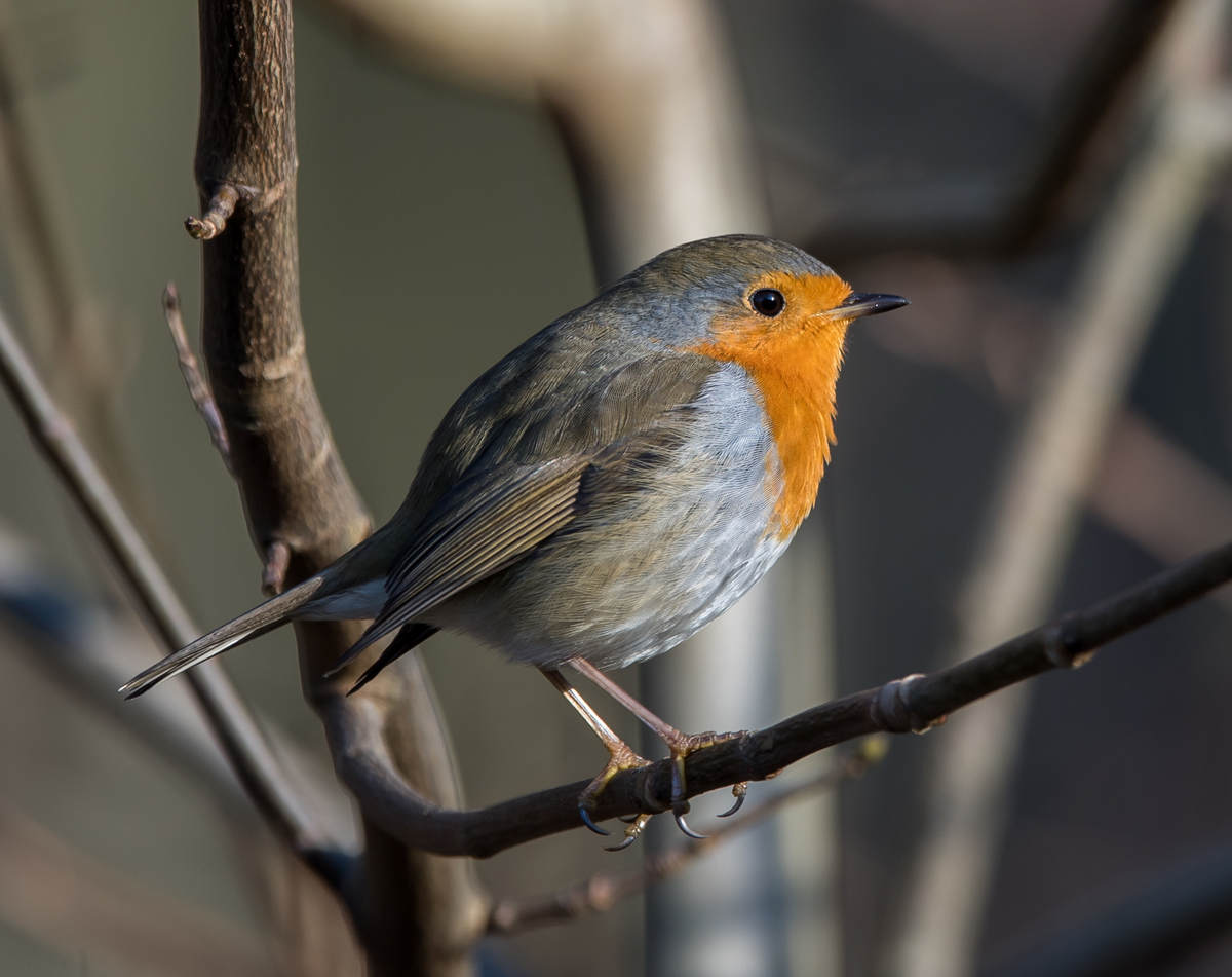 Factors to consider when selecting a robin - 10,000 Birds