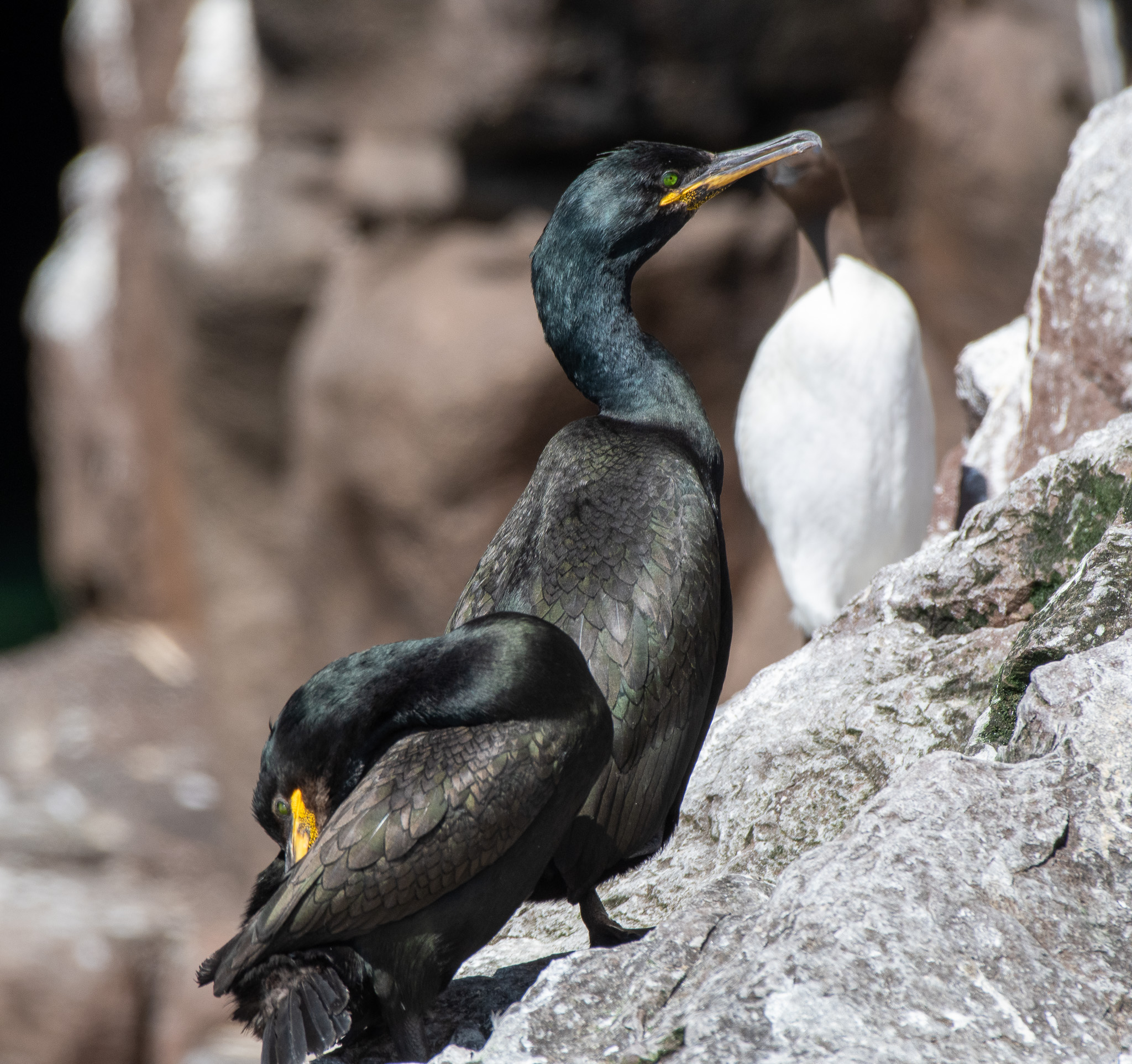 Seabirds at Bass Rock - 10,000 Birds