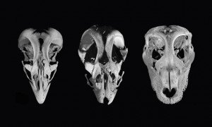 How The Bird Got Its Beak - 10,000 Birds