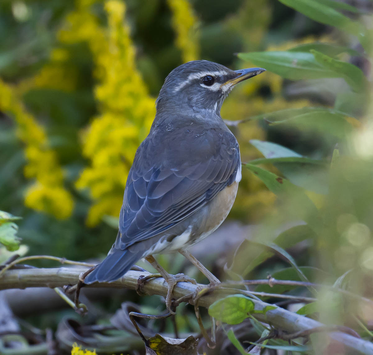 Birding Shanghai in November 2022 - 10,000 Birds