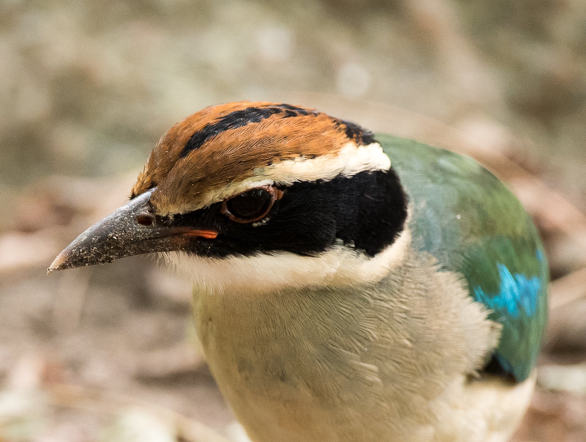 Fairy Pitta at Nanhui, Shanghai - 10,000 Birds