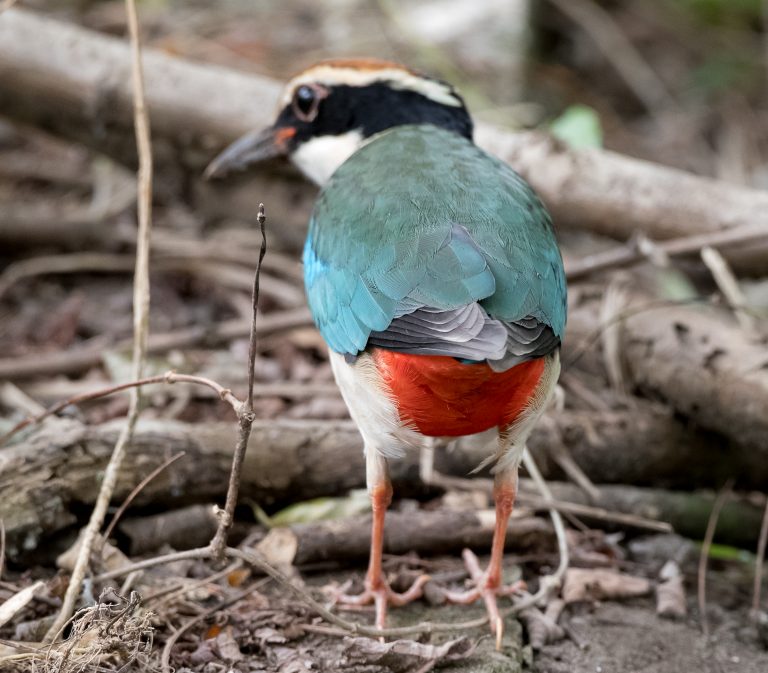 Fairy Pitta at Nanhui, Shanghai - 10,000 Birds