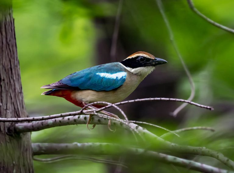 Fairy Pitta at Nanhui, Shanghai (Spring 2024) - 10,000 Birds