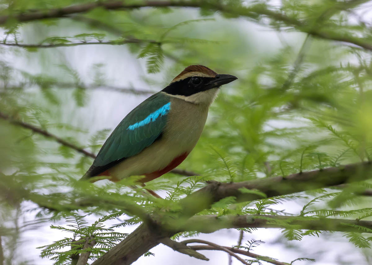 Fairy Pitta at Nanhui, Shanghai (Spring 2024) - 10,000 Birds