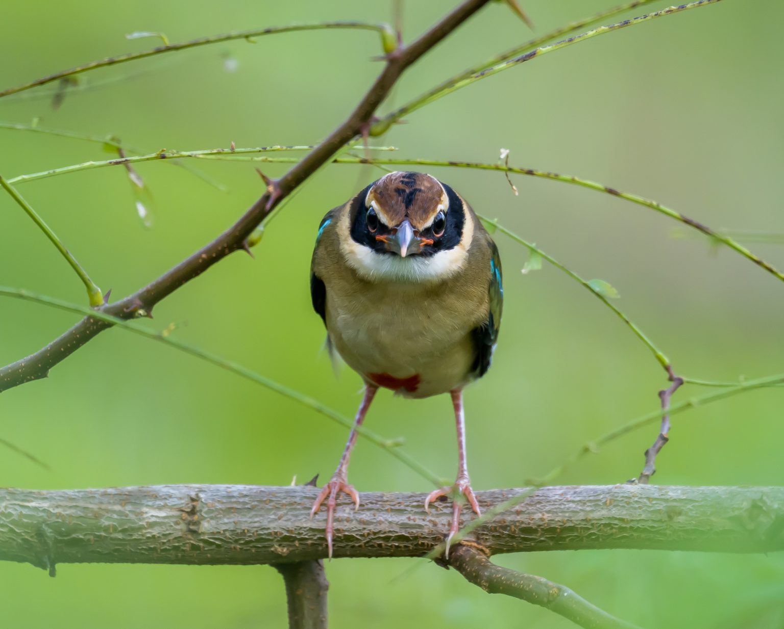 Birding Shanghai in September 2023 - 10,000 Birds
