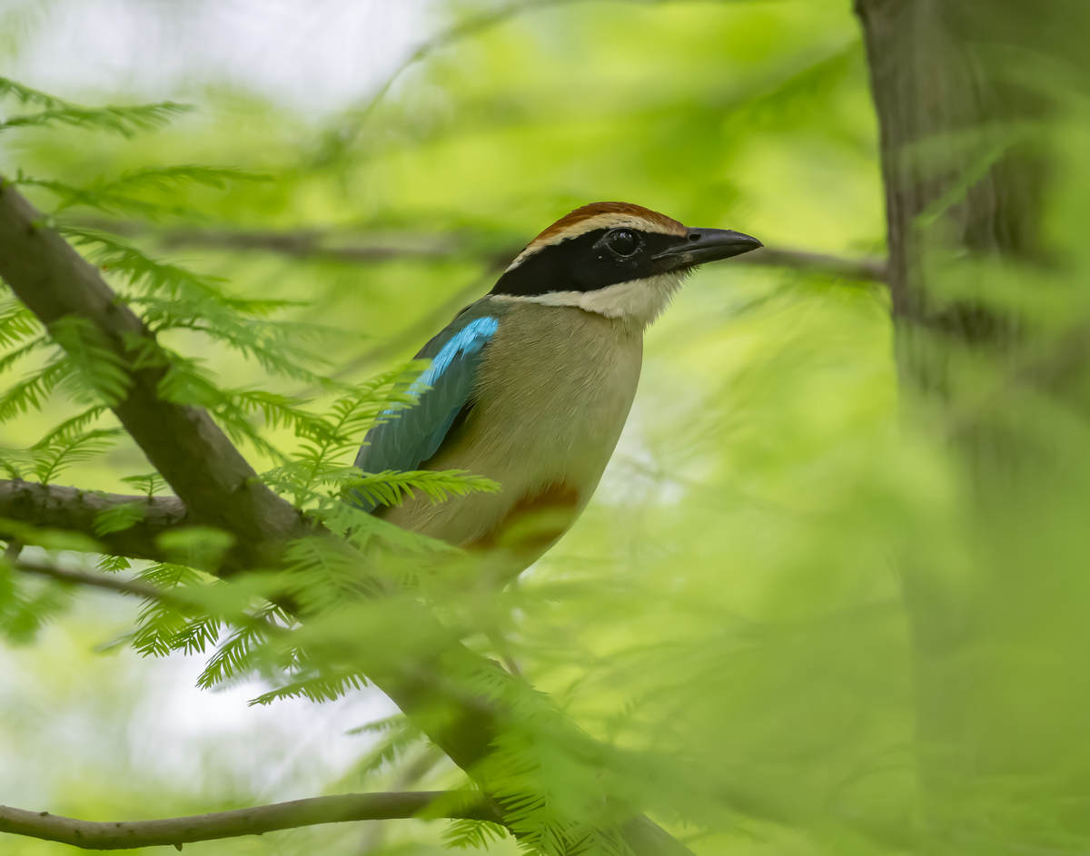 Fairy Pitta at Nanhui, Shanghai (Spring 2024) - 10,000 Birds