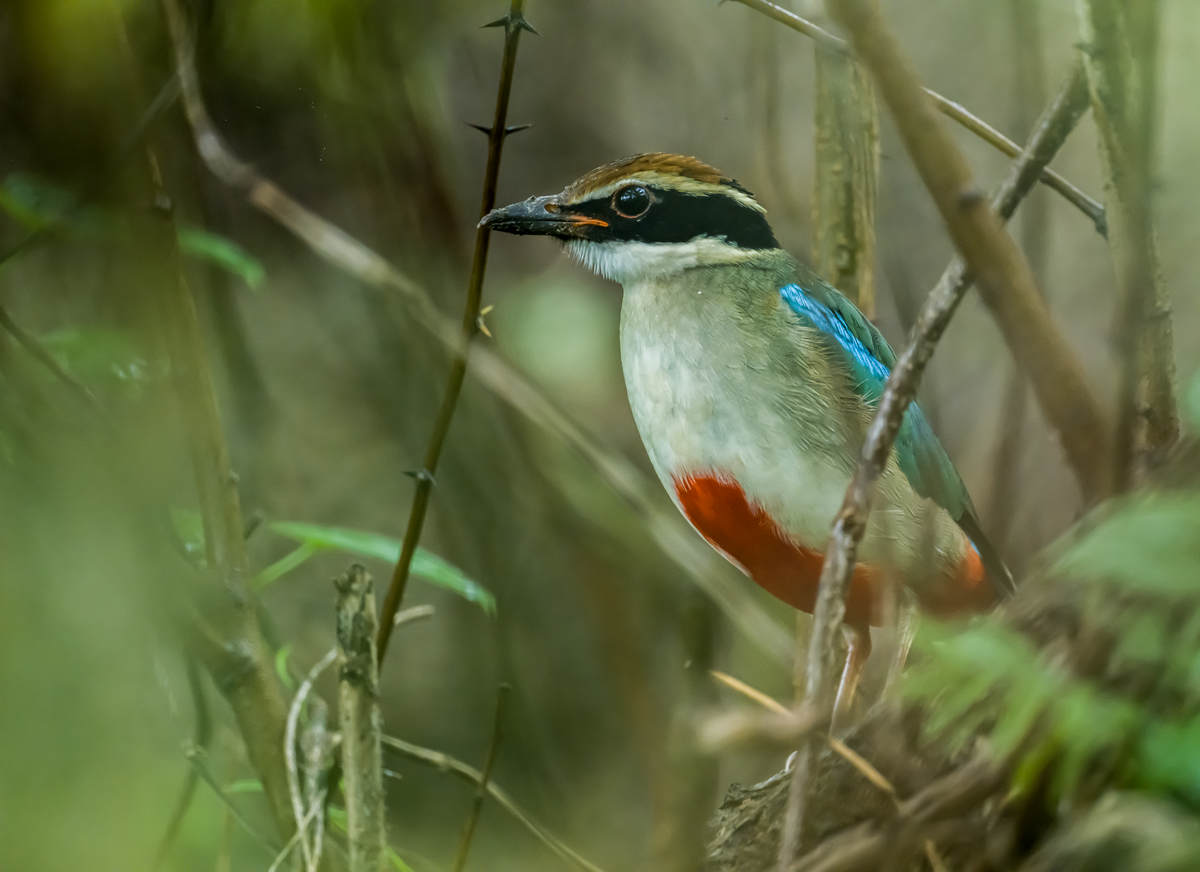 Birding Shanghai in September 2023 - 10,000 Birds