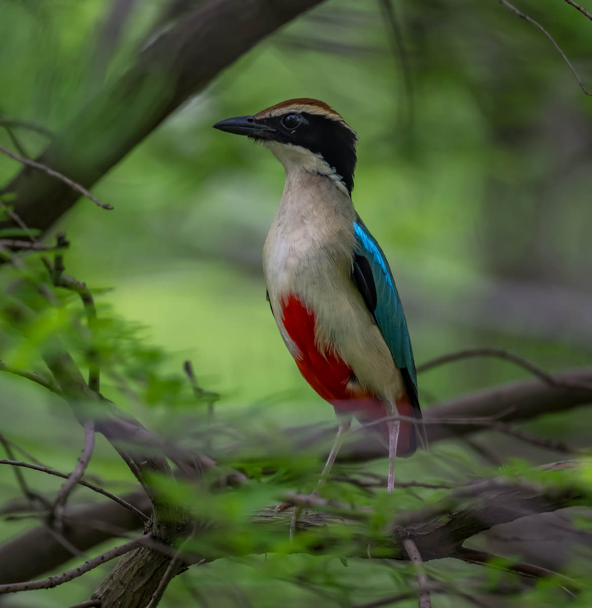 Fairy Pitta at Nanhui, Shanghai (Spring 2024) - 10,000 Birds